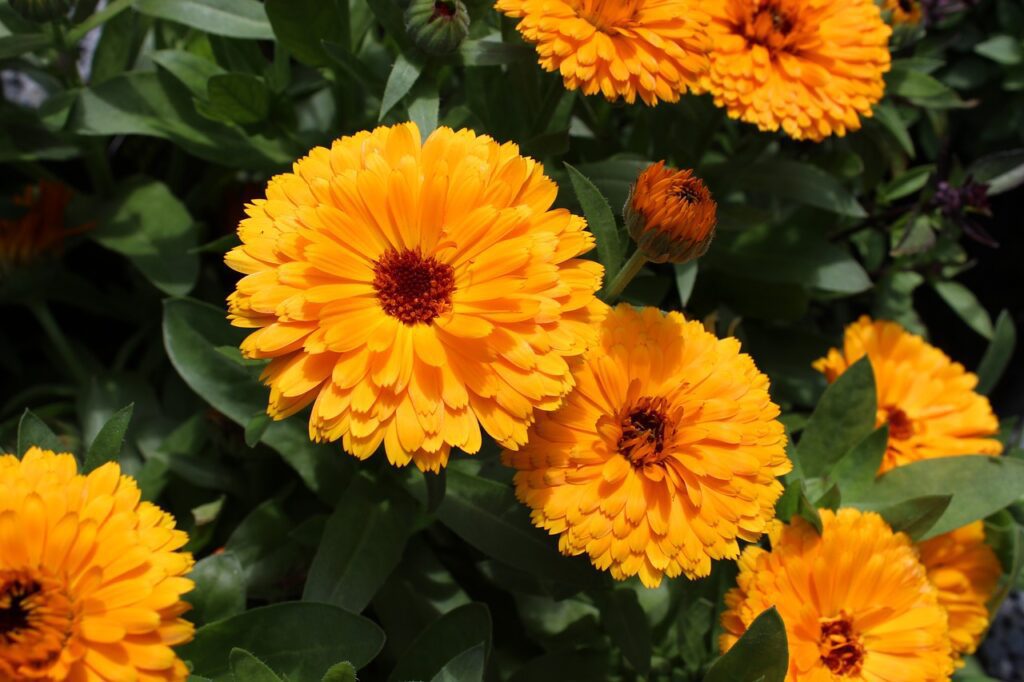 Calendula: che cos’è, proprietà, utilizzi e controindicazioni